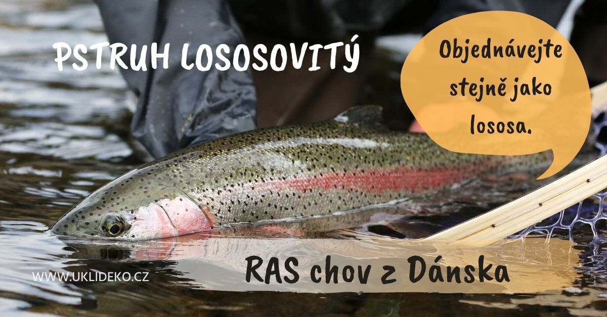 Pstruh lososovitý - čerstvá ryba z Eurony - Eurona by Ludmila Spacilova